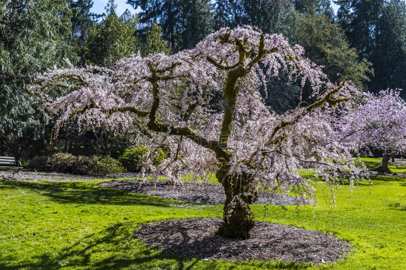 Beautiful Scenery of Cherry Blossoms Blooming on Lake Washington in ...
