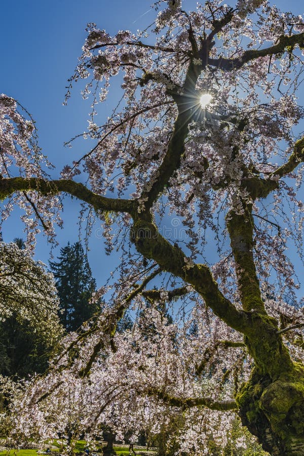 Beautiful Scenery of Cherry Blossoms Blooming on Lake Washington in ...