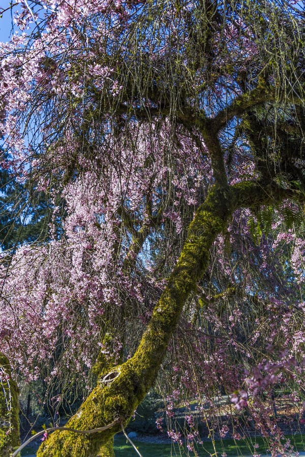 Beautiful Scenery of Cherry Blossoms Blooming on Lake Washington in ...