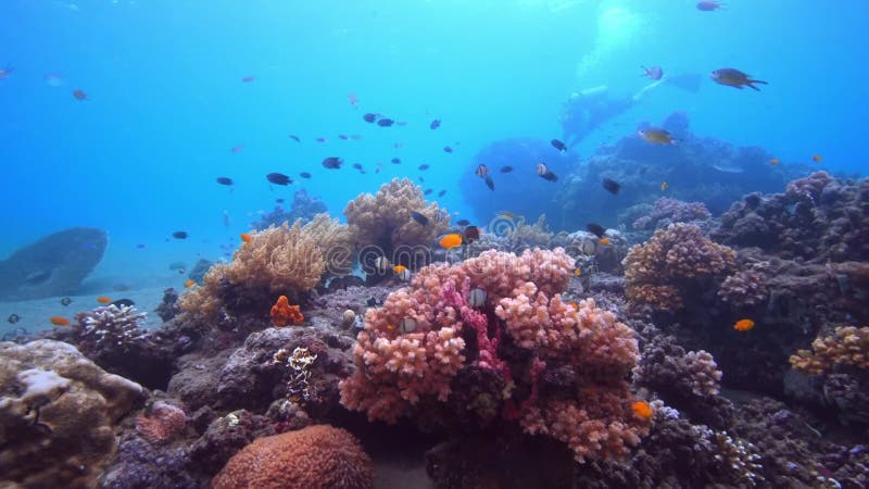 Beautiful Scenery of Colorful Fish and Reefs Underwater with a Diver in ...