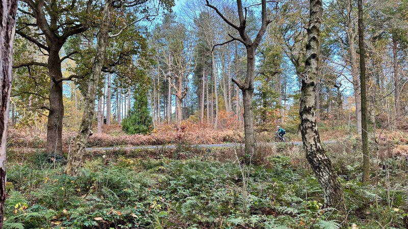 Beautiful Scenery of a Cyclist through Forest with Silver Birch and ...