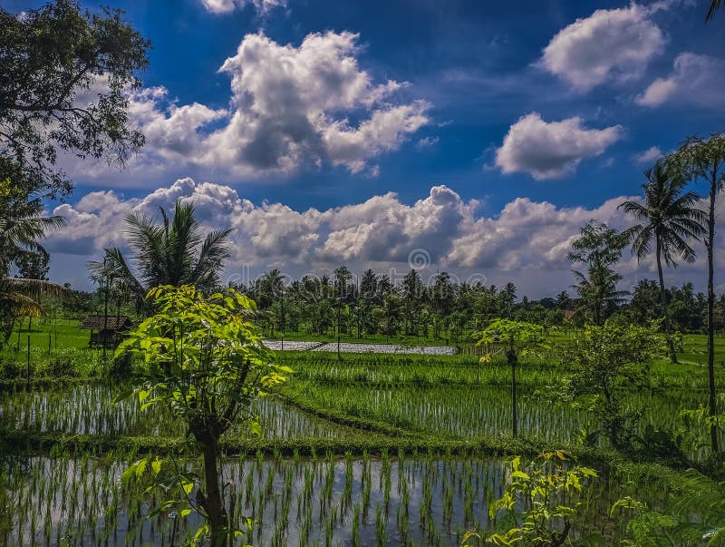 Beautiful Scenery during the Day in Lombok Rice Fields Stock Photo ...