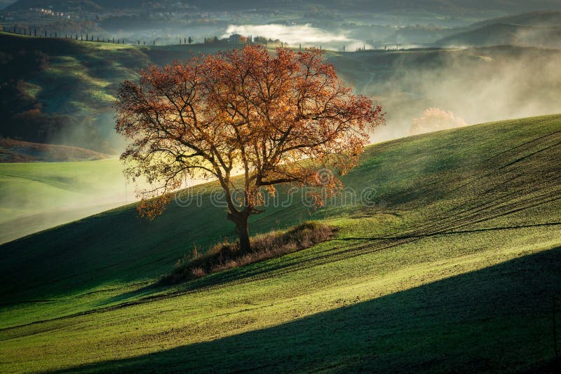 Beautiful Scenery of a Dry Tree on a Green Mountain Covered with Fog ...