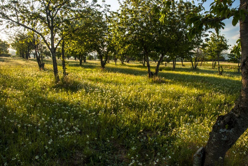 Beautiful Scenery of a Field of Orchards and Trees in Provence Stock ...