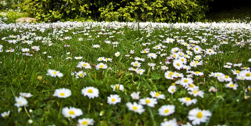 Beautiful Scenery of a Field of Wild Daisy Flowers Stock Image - Image ...