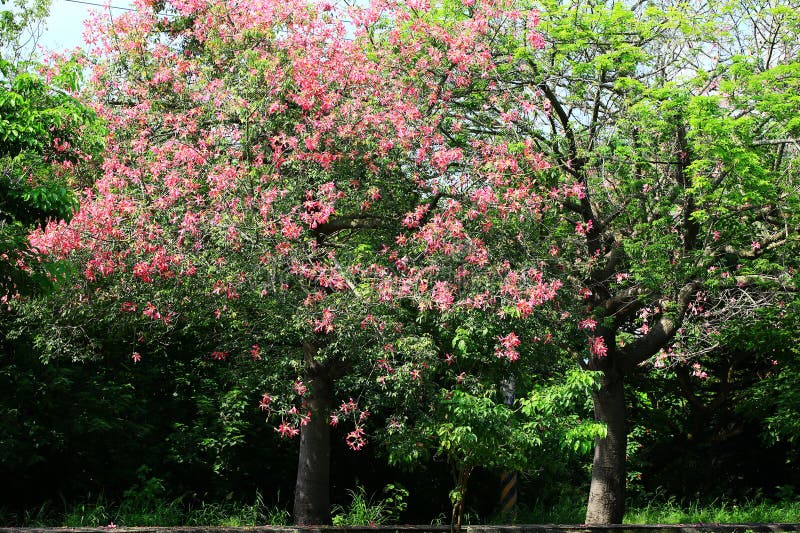 Beautiful Scenery of Floss-silk Trees or Silk Floss Trees Stock Photo ...