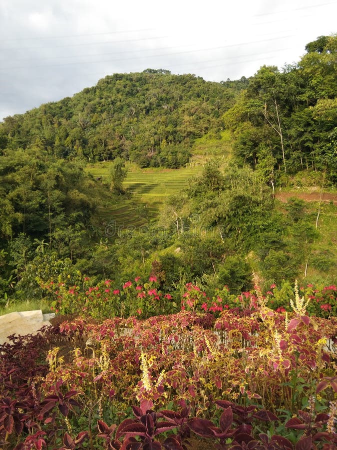 Beautiful Scenery at the Foot of Mount Salak, Bogor, West Java ...