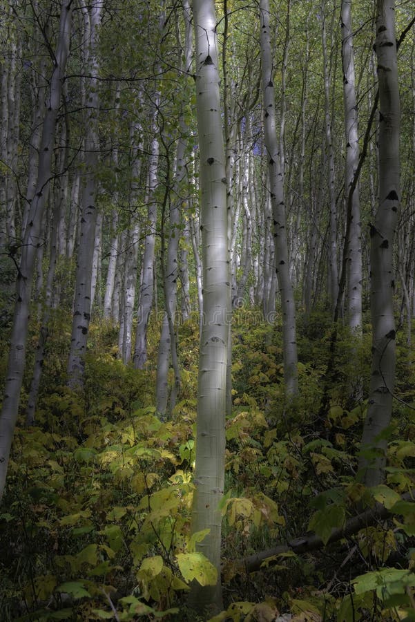 Beautiful Scenery of a Forest Full of High Rise Trees and Other Kinds ...