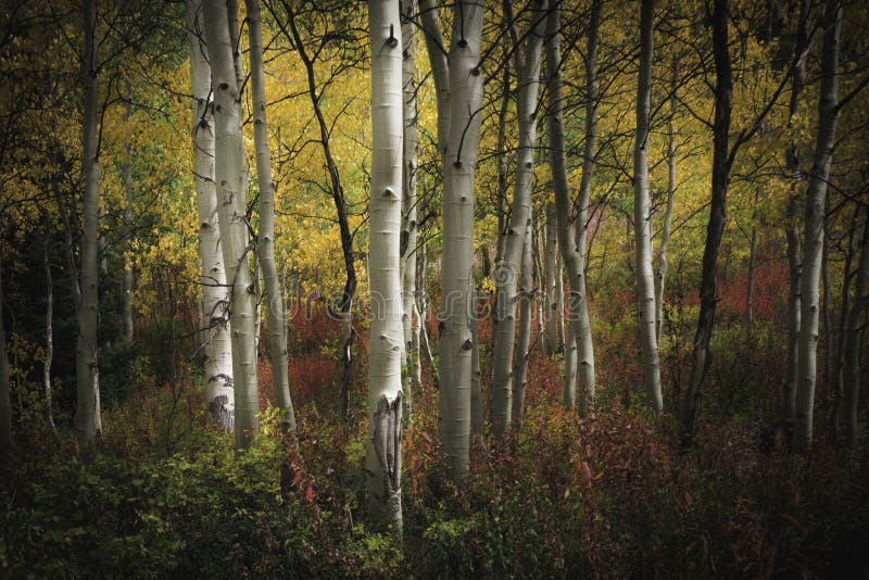 Beautiful Scenery of a Forest Full of High Rise Trees and Other Kinds ...