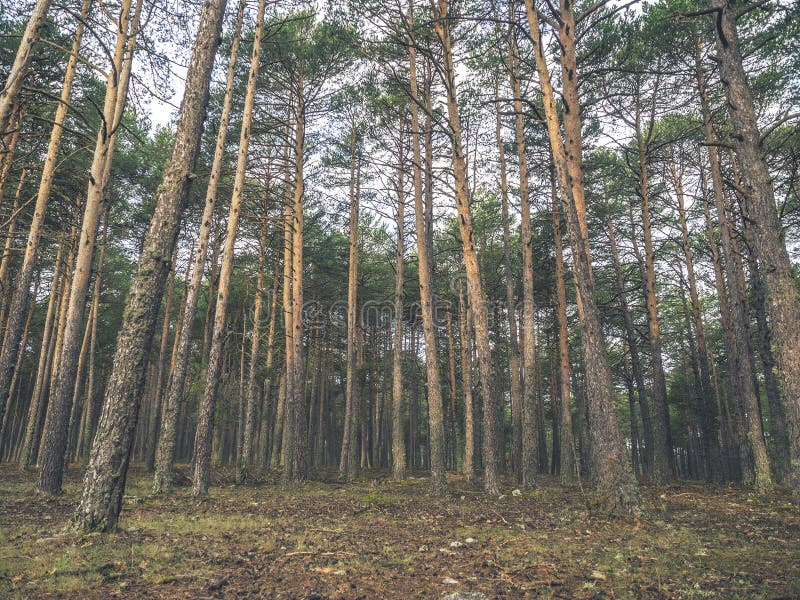Beautiful Scenery of a Forest with a Lot of Pine Trees Stock Image ...