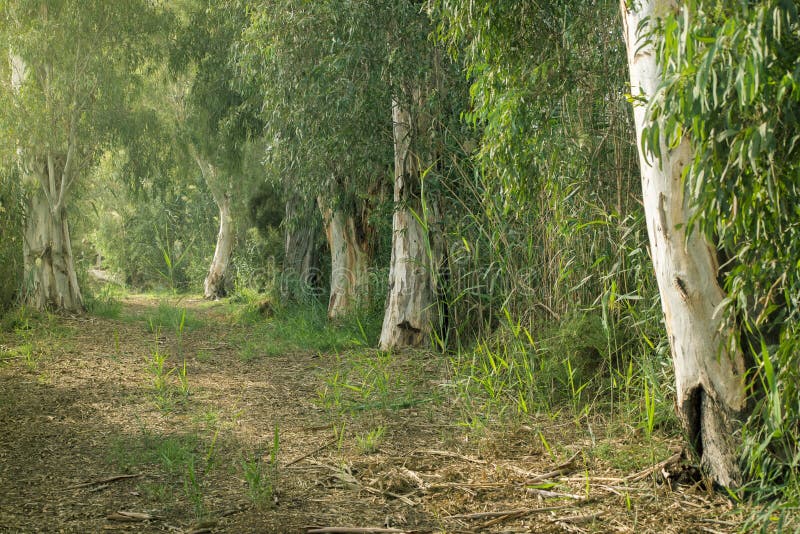 Beautiful Scenery of a Forest with a Lot of Tall Trees Stock Photo ...