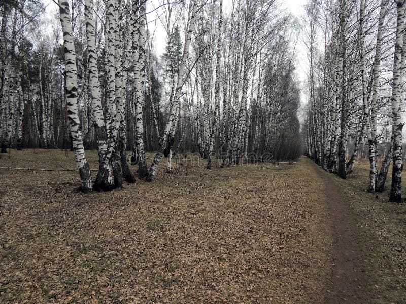 Beautiful Scenery of the Forest in the Spring Time Stock Photo - Image ...