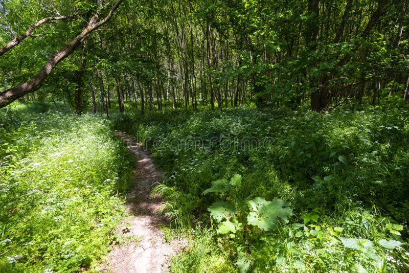 Beautiful Scenery in the Forest in Spring with White Flowers and Bike ...