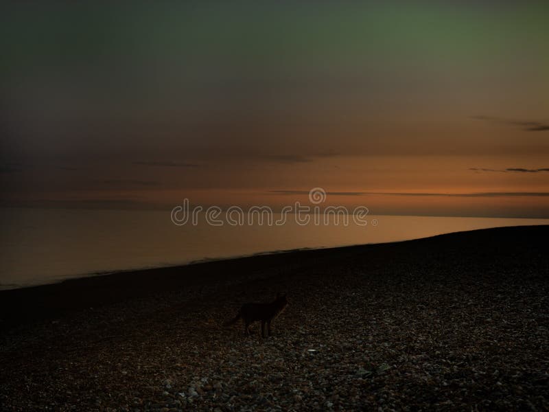 Beautiful Scenery of a Fox on the Shore Under a Sunset Sky Stock Photo ...