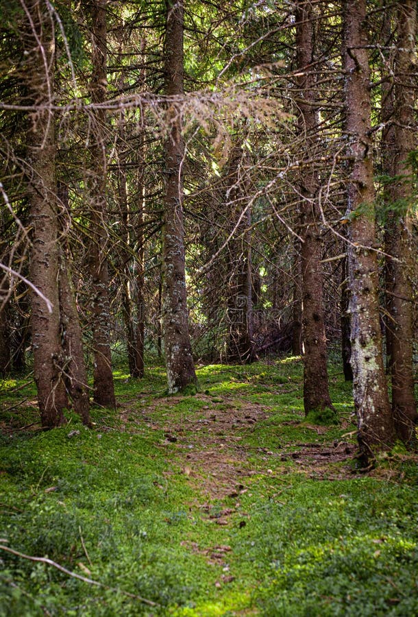 Beautiful Scenery of the Grass, Plants and Long Trees in a Forest Stock ...