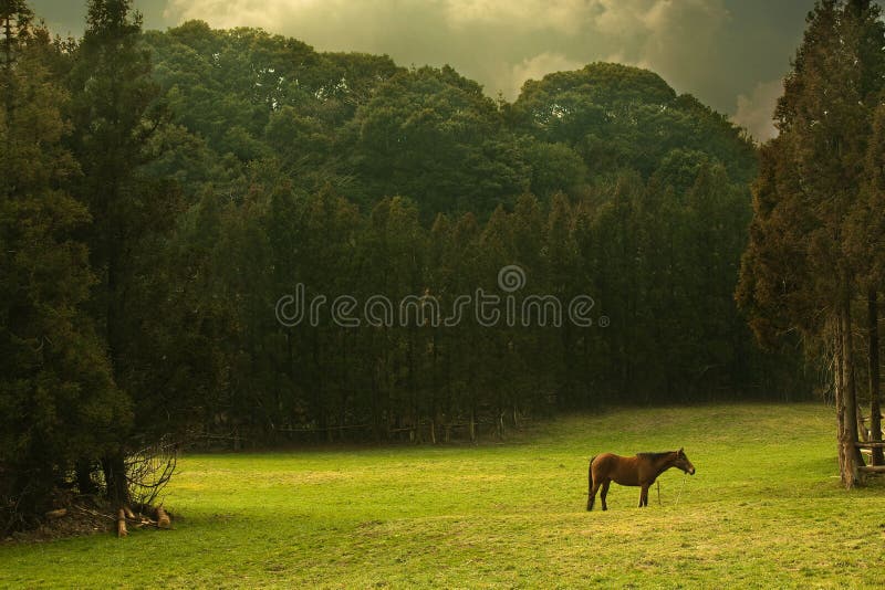 The Beautiful Scenery of the Grassland Stock Photo - Image of cool ...