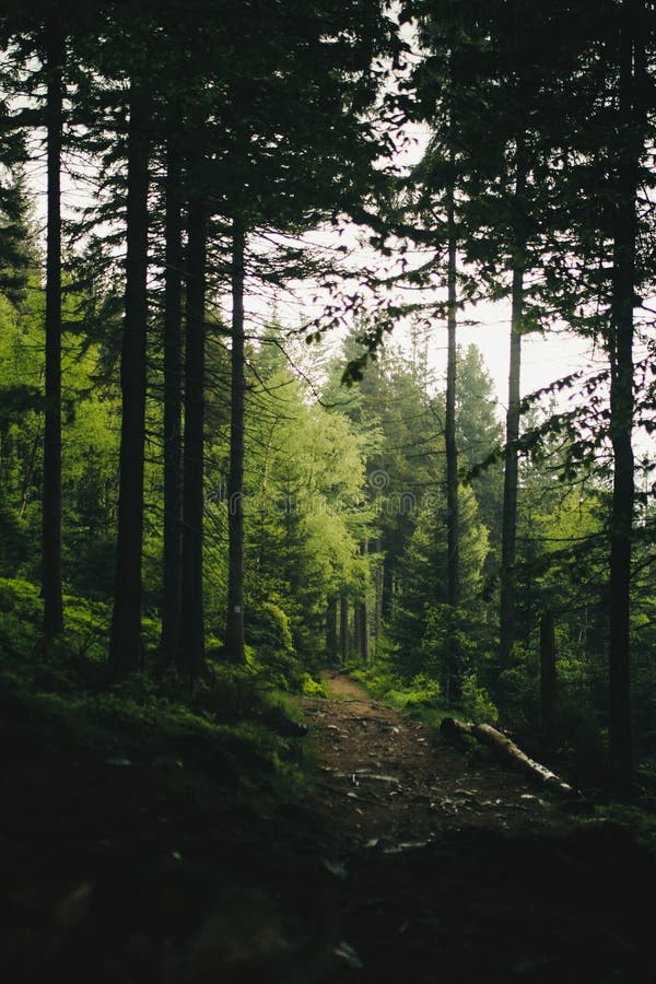 Beautiful Scenery of Green Lush Forest View, Vertical Stock Photo ...