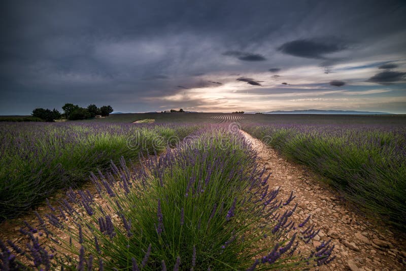Beautiful Scenery of Lavender Fields Under a Dark Cloudy Sky Stock ...