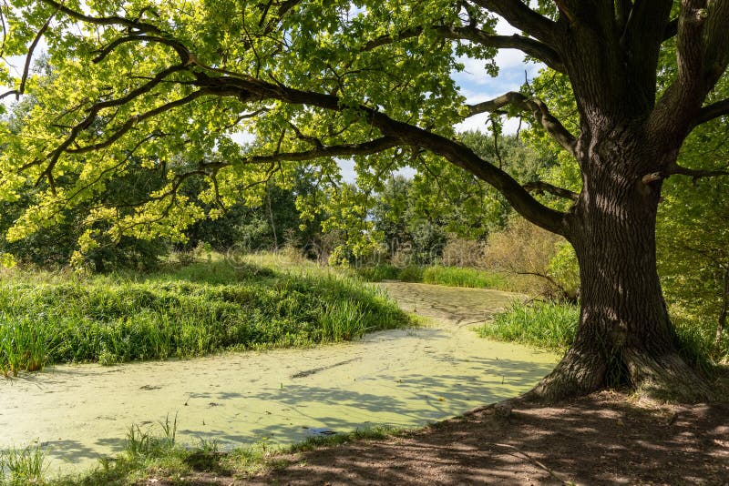 Beautiful Scenery on the Marsh. Branches of an Oak Tree Hanging Over ...