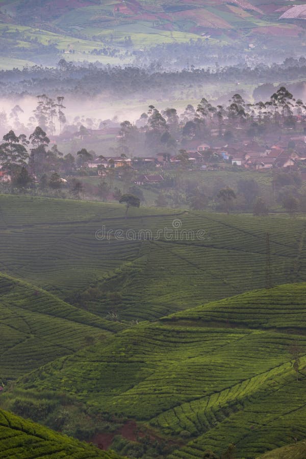 Beautiful Scenery of Misty Tea Plantation, West Java, Indonesia Stock ...