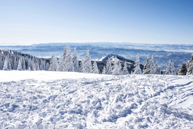 Beautiful Scenery of a Mountain Ski Resort Surrounded by Fir Trees ...