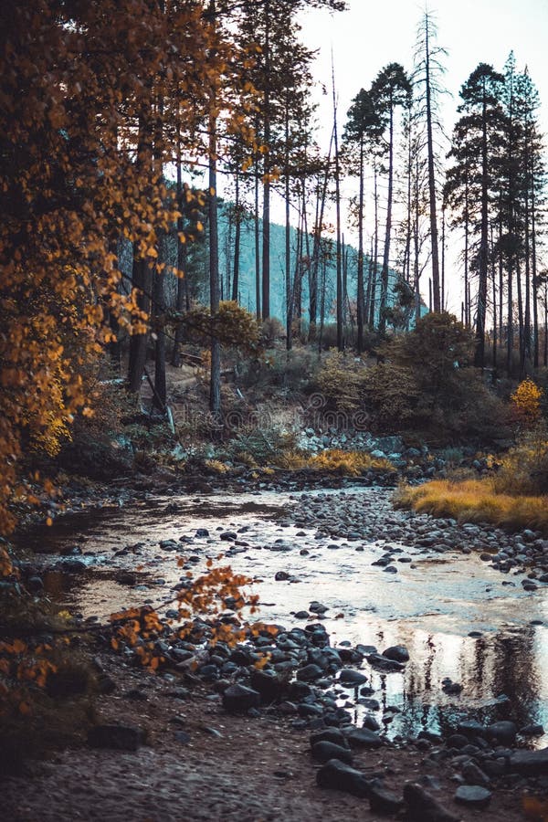 Beautiful Scenery in the Mountains with a Small Puddle, Bear Trees and ...