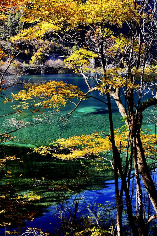 The Beautiful Scenery of the Original Forest Stock Image - Image of ...