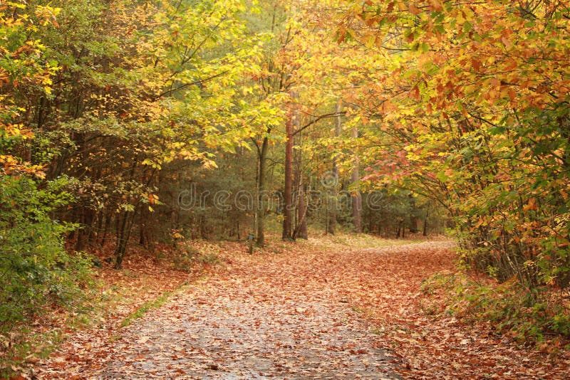Beautiful Scenery of the Path through the Fall Trees in the Forest ...