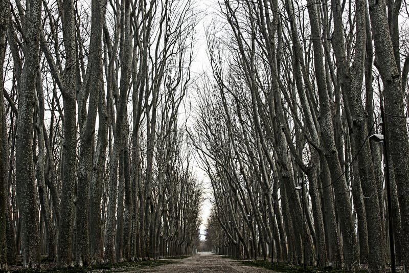 Beautiful Scenery of a Pathway between Long Leafless Trees in a Forest ...