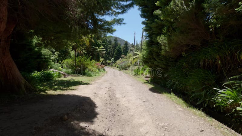 Beautiful Scenery of Pathway and Vegetation Under the Sunlight with ...