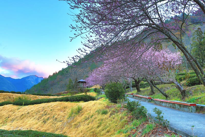 Beautiful Scenery of Pink Cherry Blossom Trees Stock Photo - Image of ...