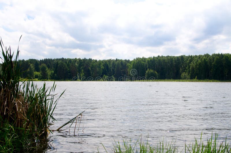 Beautiful Scenery on the Pond Stock Photo - Image of petal, texture ...