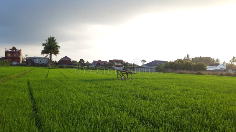 Beautiful Scenery of Rice Field Stock Photo - Image of crop, plant ...