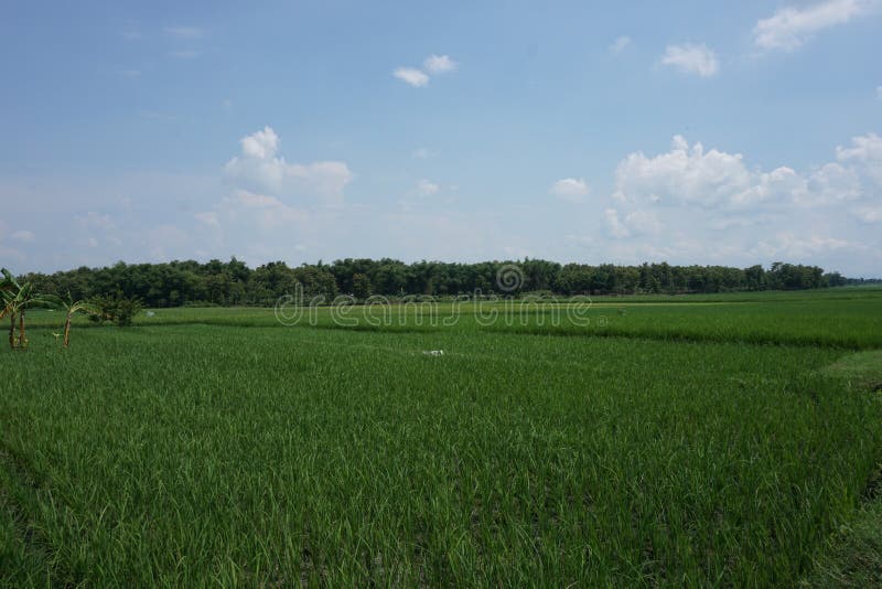 Beautiful Scenery in the Rice Fields Stock Image - Image of scenery ...