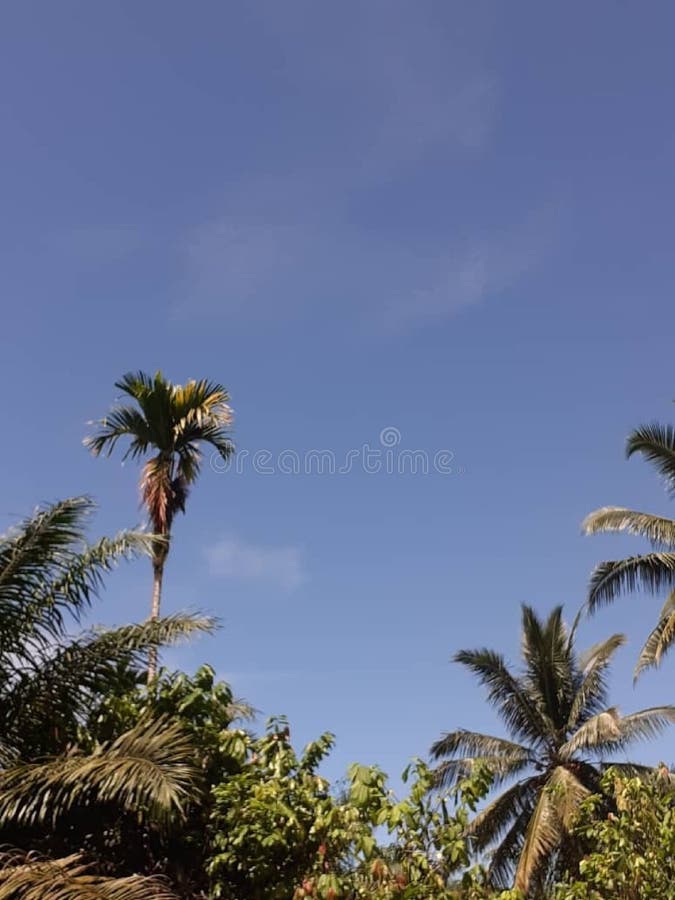 Beautiful Scenery, Rice Fields, Beach Stock Image - Image of plant ...