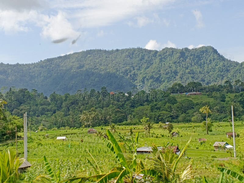 Beautiful Scenery with Rice Fields and Hills in a Rural Area Stock ...