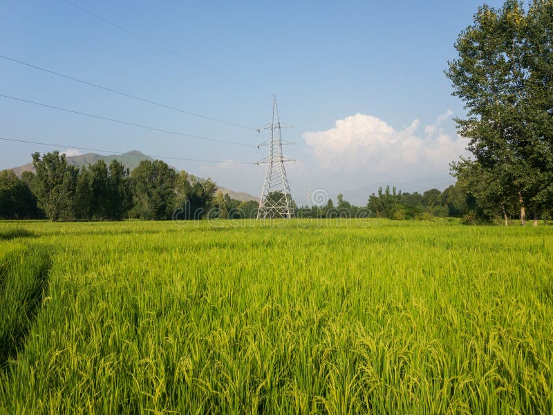 Beautiful Scenery of a Rice Fields in Swat Valley Stock Image - Image ...