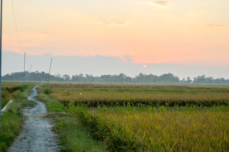 Rice Fields Scenery at Sunrise Time Stock Photo - Image of fields ...