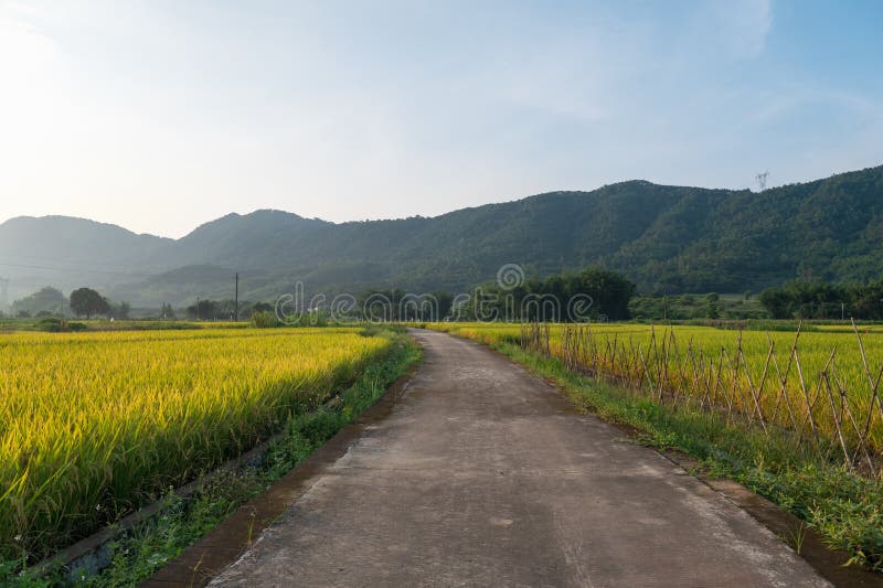 Beautiful Scenery of Rural Rice Fields Stock Photo - Image of rice ...