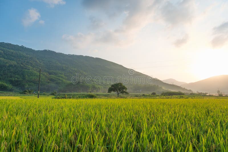 Beautiful Scenery of Rural Rice Fields Stock Photo - Image of fields ...