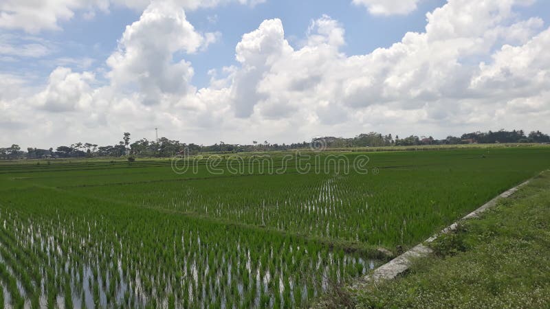 Beautiful Scenery in Rural Rice Fields Stock Photo - Image of rice ...