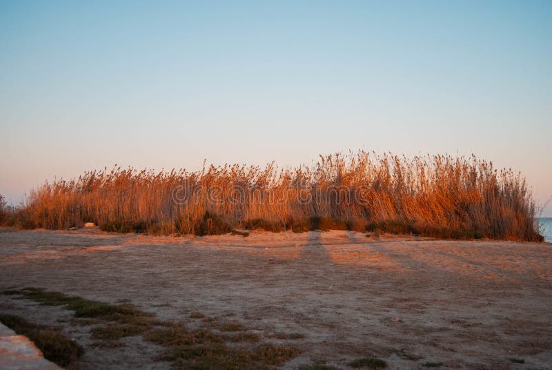 Beautiful Scenery of a Sandy Beach with Grass at Sunset Stock Photo ...