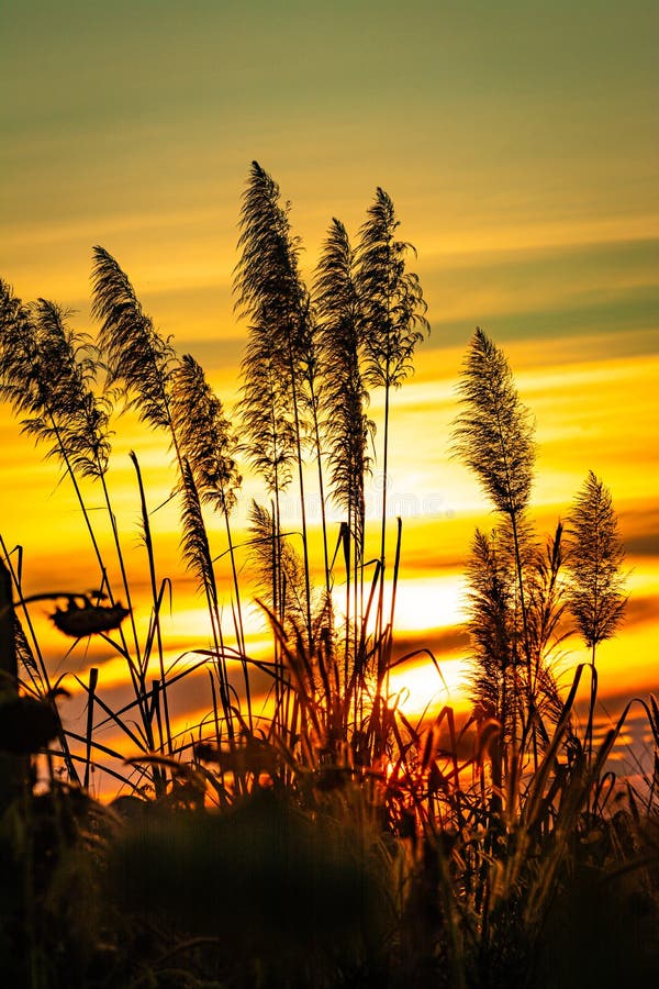 Beautiful Scenery Silhouette of Grass and Sunset Atmosphere Stock Photo ...