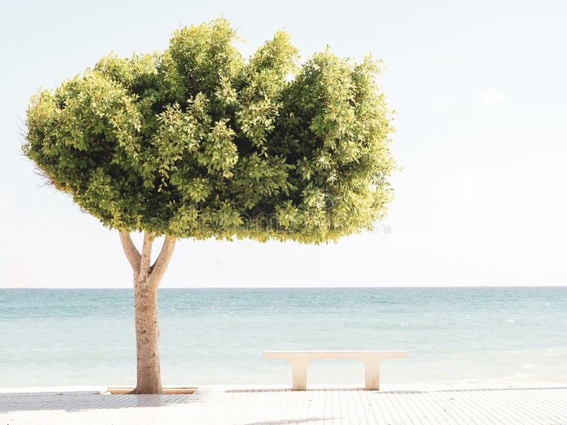Beautiful Scenery of a Single Tree Near a Stone Bench Near a Sea Stock ...
