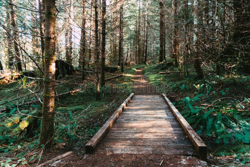Beautiful Scenery of a Small Board Bridge Leading Over a Ditch in the ...