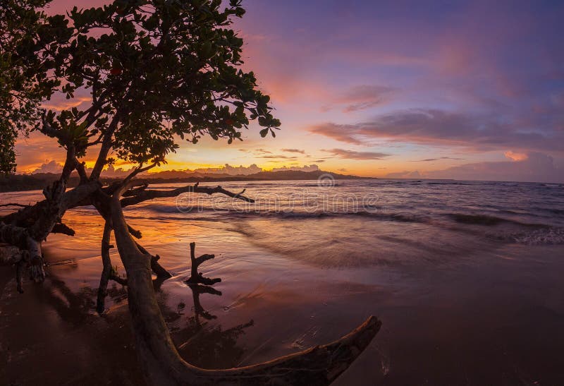 Beautiful Scenery of Small Tree and Fallen Trunk by the Sea at Sunset ...