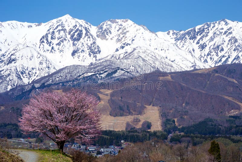 Landscape with Hakuba Mountain Range and Cherry Blossoms. Stock Photo ...