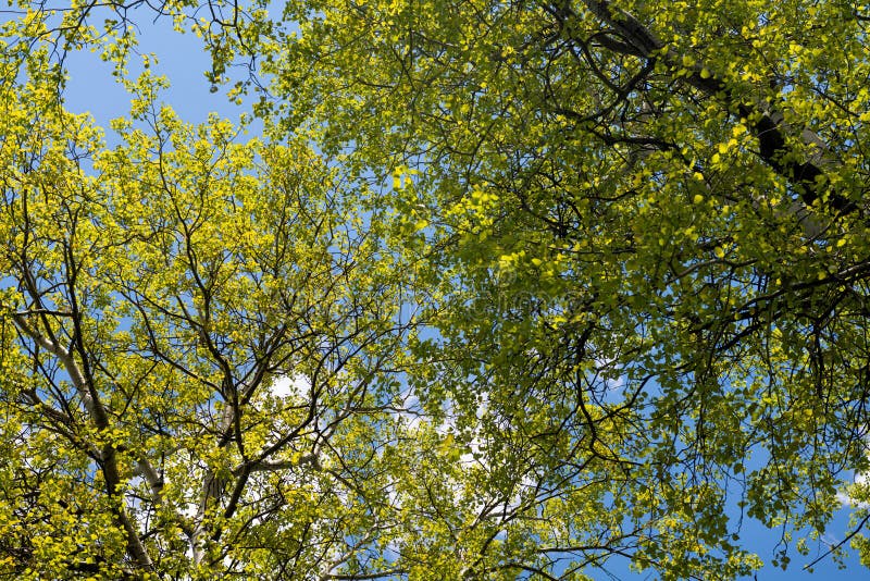 Beautiful Scenery in Spring in the Park Stock Image - Image of forest ...