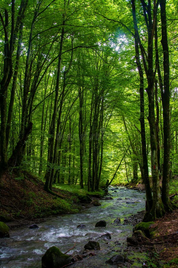Beautiful Scenery of a Stream through a Dark Forest with Tall Trees ...