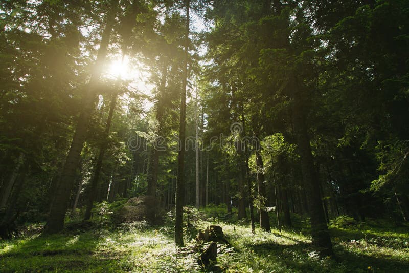 Beautiful Scenery of Sunlight Coming through the Trees in the Green ...